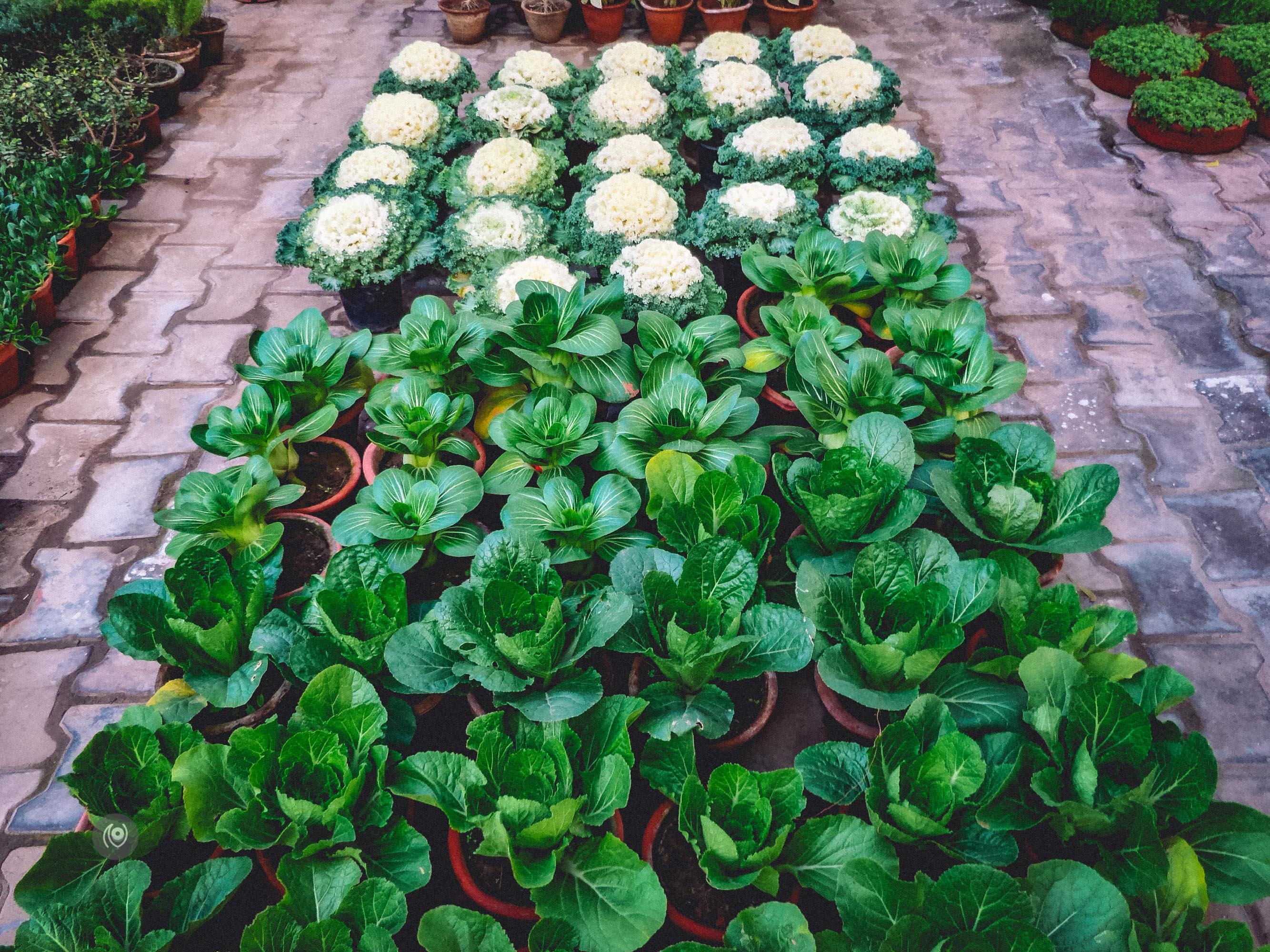 Naina.co Online Brand Building, Photography and Art by Naina Redhu ...