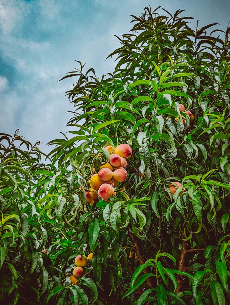 The Lady In The Peach Tree - Naina.co