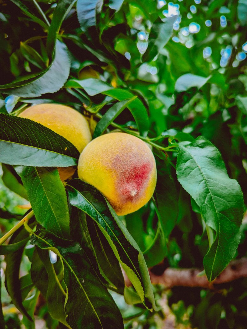 The Lady In The Peach Tree - Naina.co