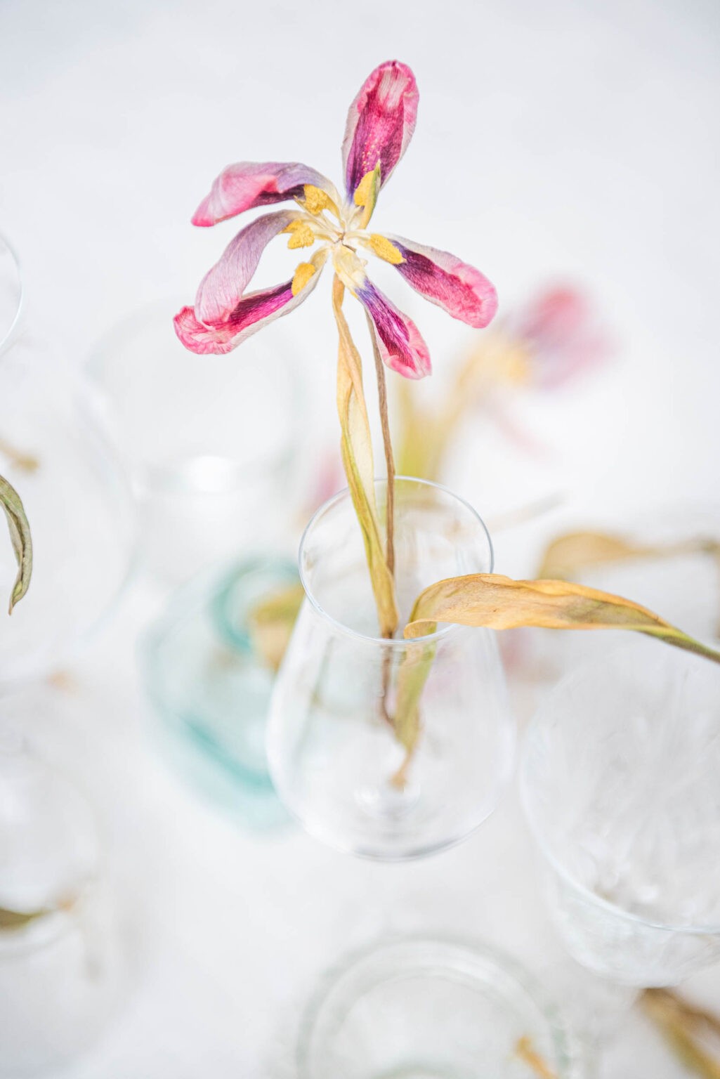 Dried Tulips - Naina.co