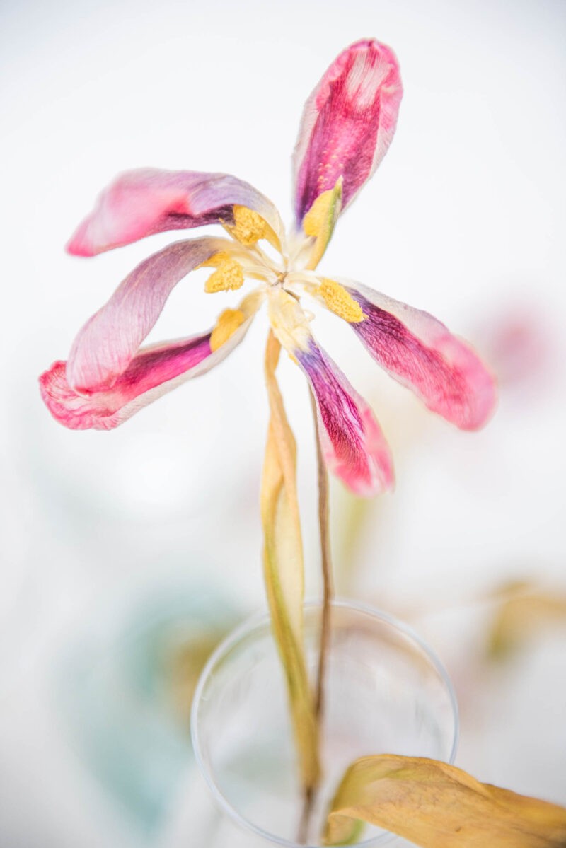 Dried Tulips - Naina.co