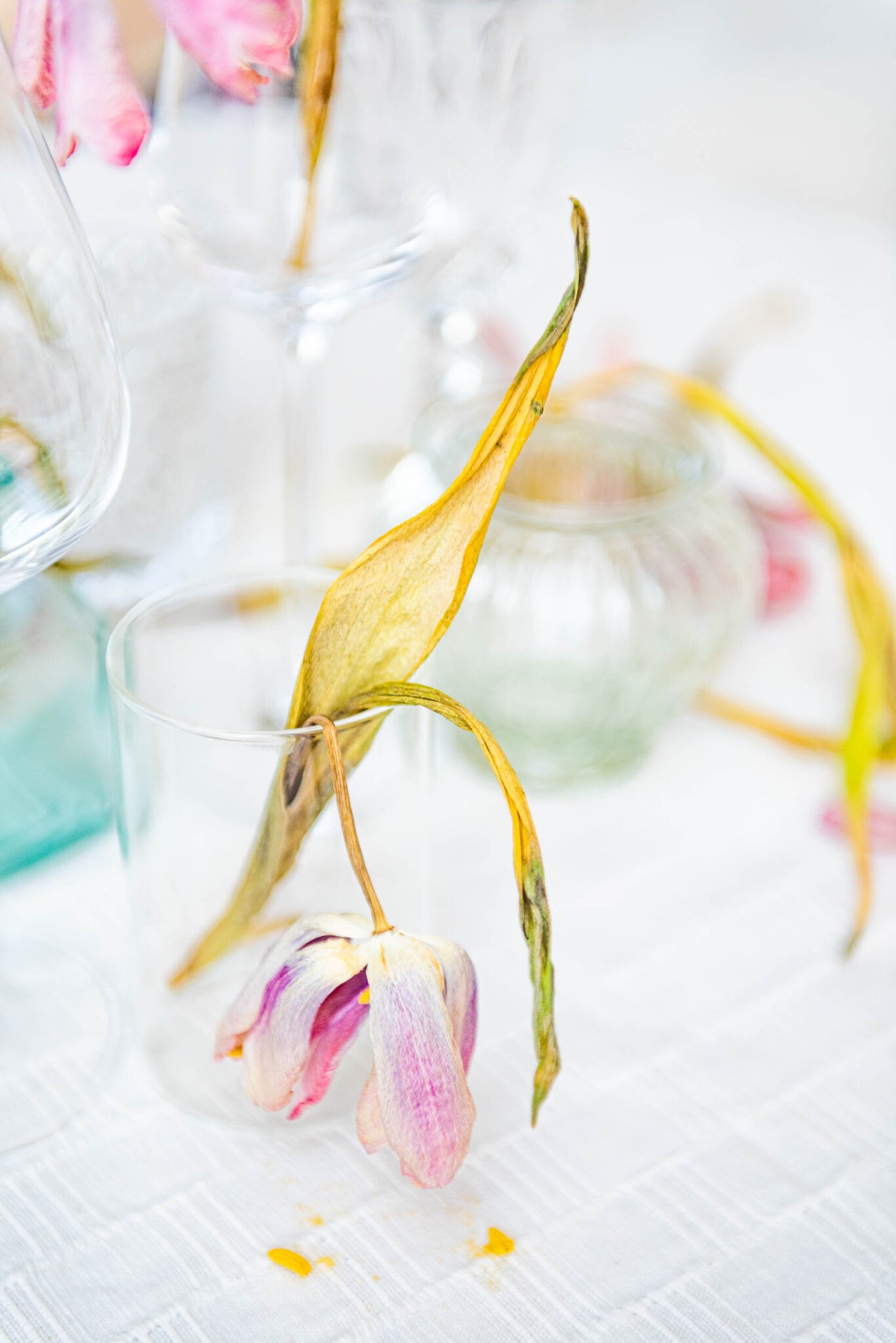 Dried Tulips - Naina.co