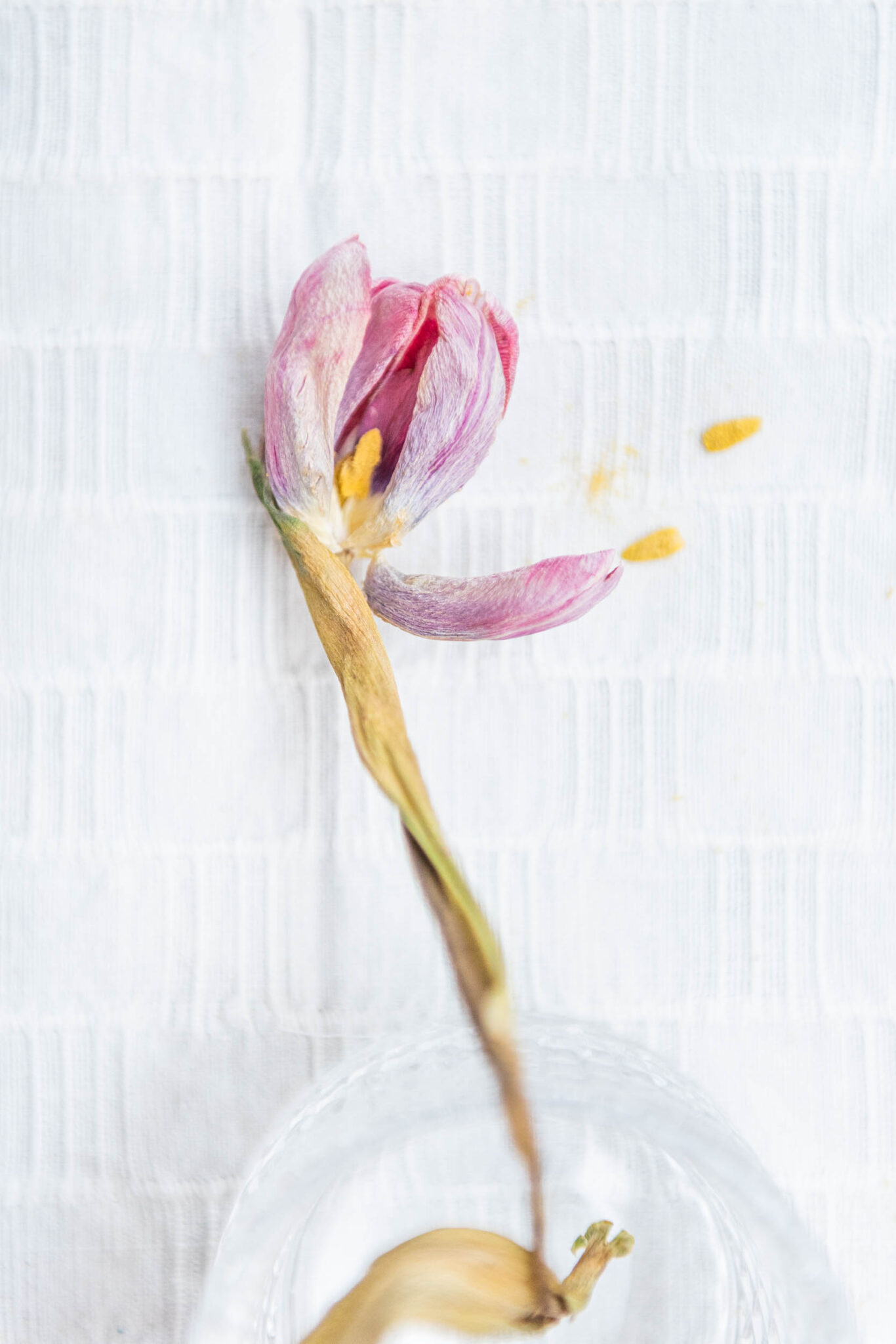 Dried Tulips - Naina.co