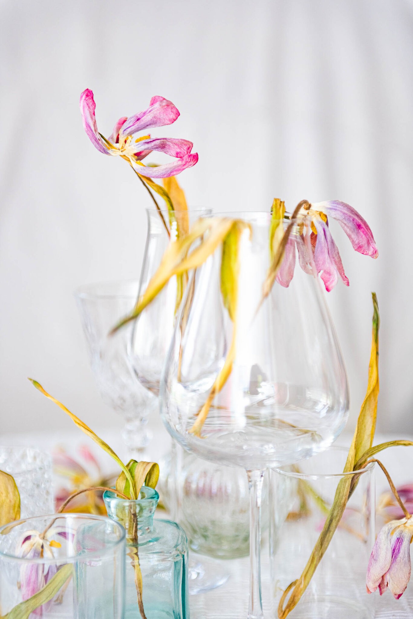 Dried Tulips - Naina.co