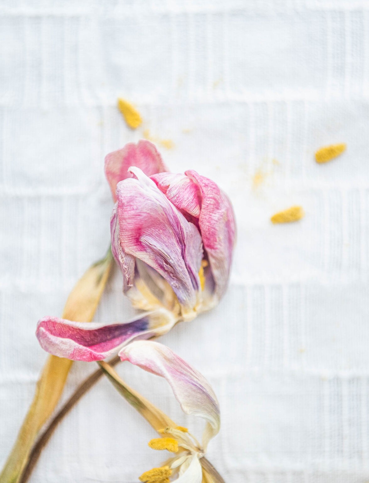 Dried Tulips - Naina.co