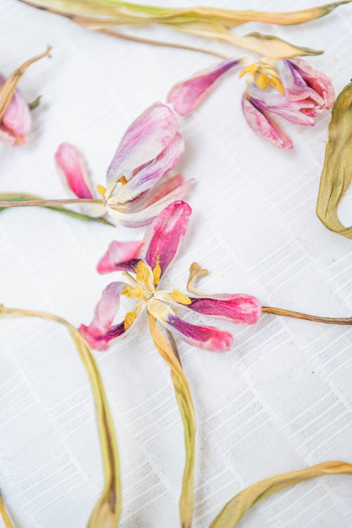 Dried Tulips - Naina.co